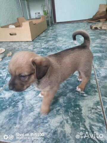 Маленькая собачка