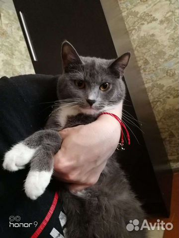 Шатланская киса