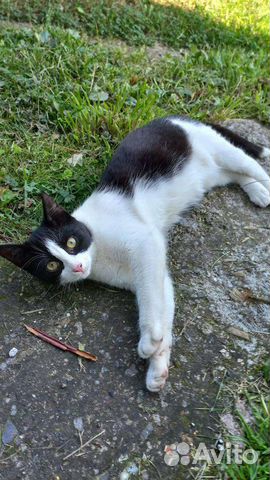 Котенок- толстячок ласковый в добрые руки