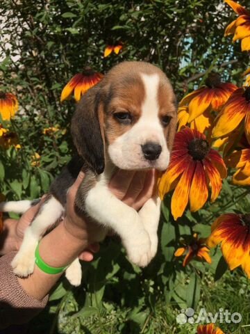 Щенки Бигль