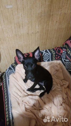 Ксолоитцкуинтли мини