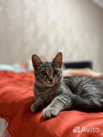 Котенок