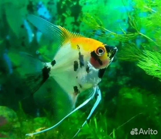 Скалярии аквариумные рыбки
