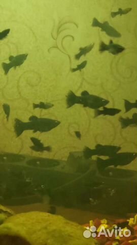 Маллинезея