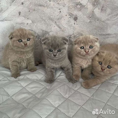 Шотландские котята