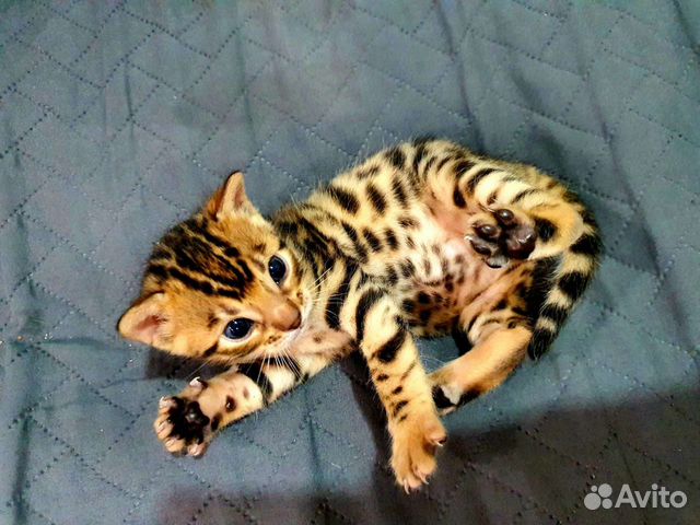 Бенгальские котята