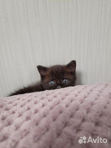Котенок мальчик