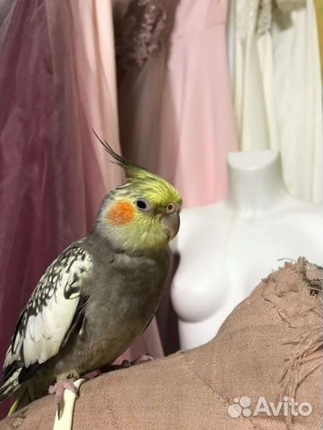 Попугай корелла девочка