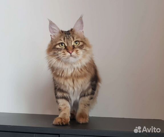 Курильский бобтейл