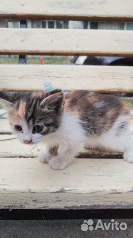 Sos спасите котёнка 1,5 месяца