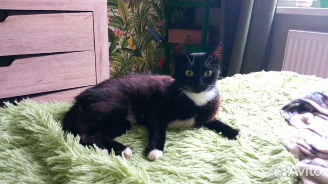 Ласковая кошка в добрые руки