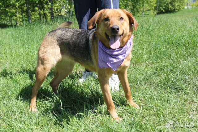 Милая собака живёт в клетке