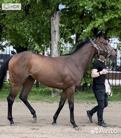 Кобыла чистокровная английская