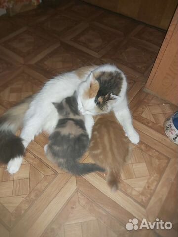 Котята полубританские