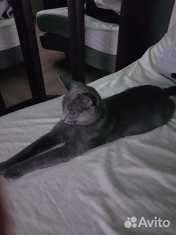Кот русский голубой вязка