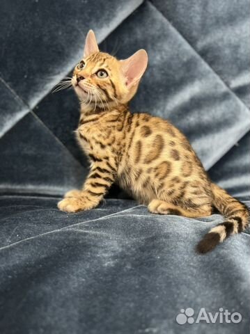 Бенгальские котята