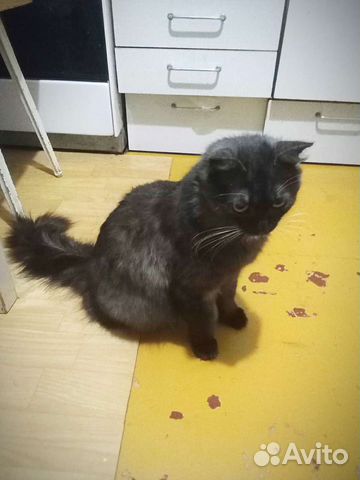 Кот 2 года