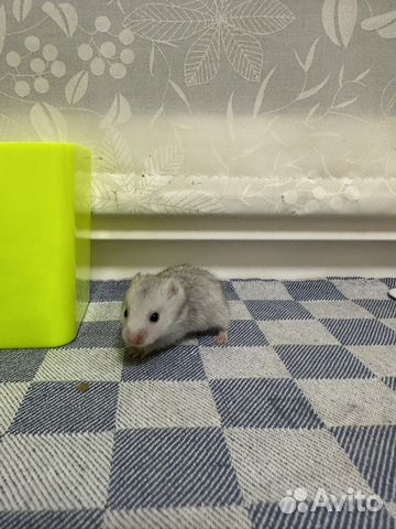 Сирийский хомяк