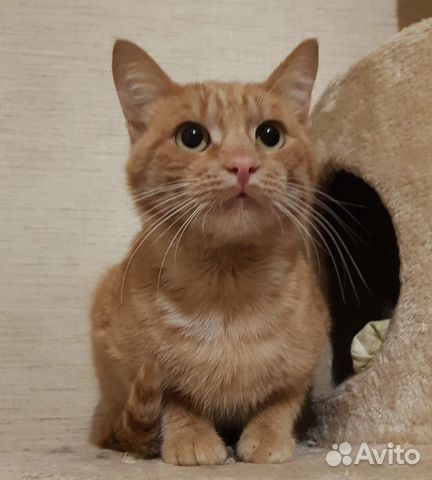 Рыжее счастье ищет свой дом