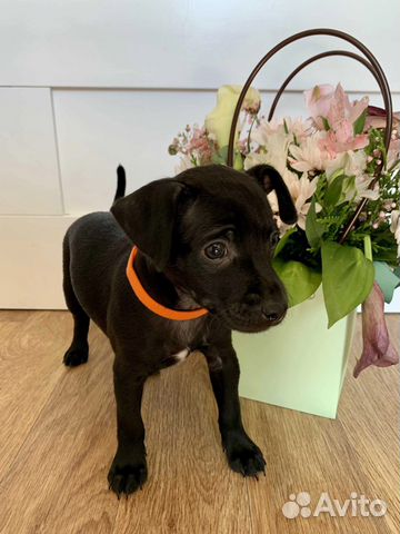 Ксолик Пуховичок