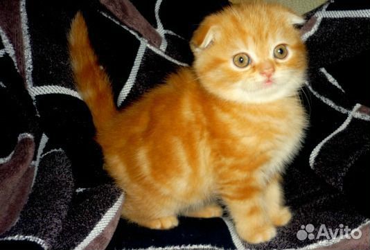 Вислоухие котята