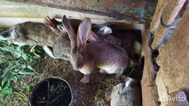 Кролики живым весом