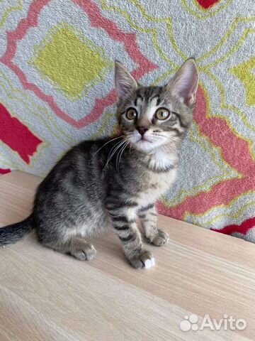 Котенок 4мес