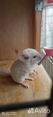 Белая шиншилла мальчик