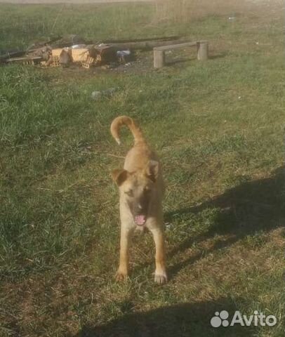 Щенок мальчик в добрые руки