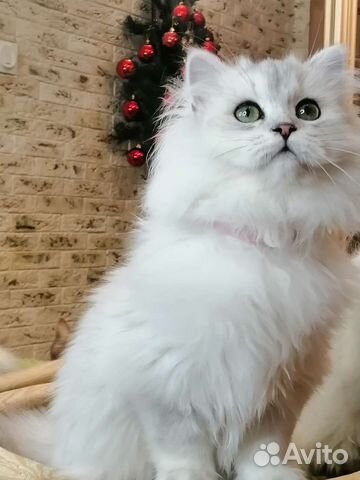 Длинношерстная кошка