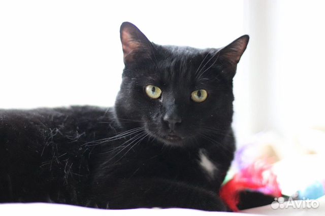 Котик Ванечка, около 2-х лет