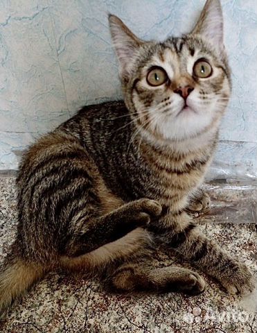 Котенок Соня в добрые руки