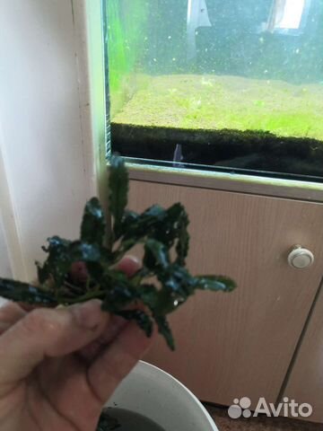 Криптокарина, буцефаландра, неоны