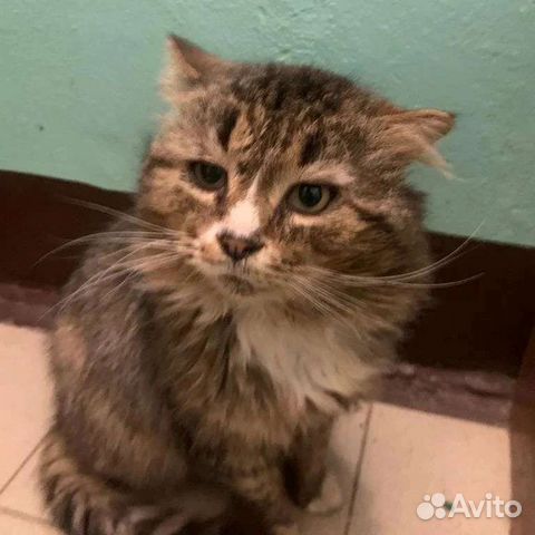 В подъезде живёт одинокий,никому не нужный котик