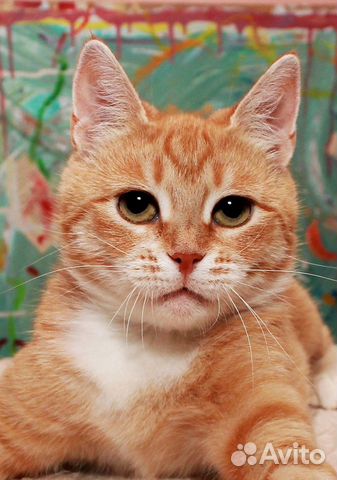 Алиса ищет дом