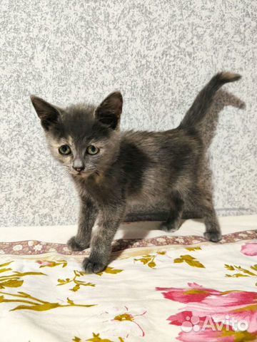 Котята