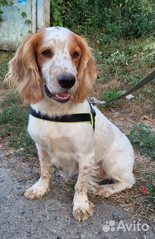 Коккер спаниель бесплатно