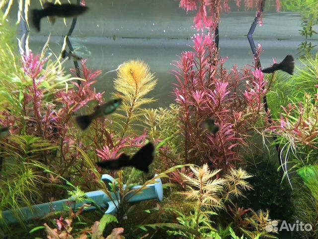 Гуппи Черный монах