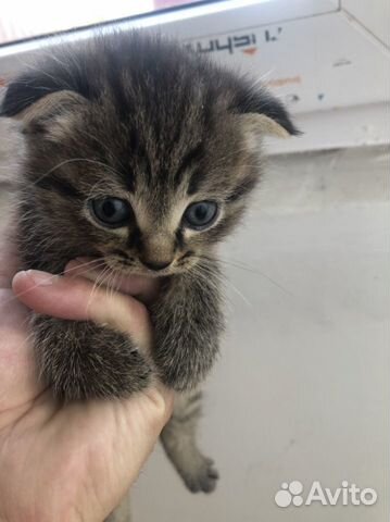 Шотландские вислоухие котята
