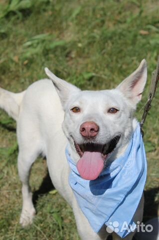 Виола молодая красавица ищет дом