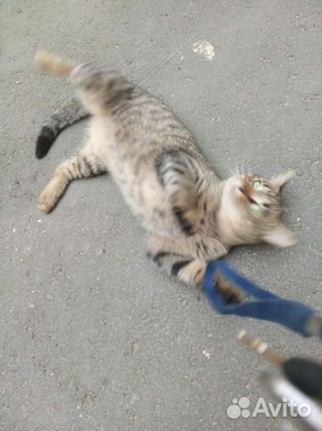 Кот—красавец
