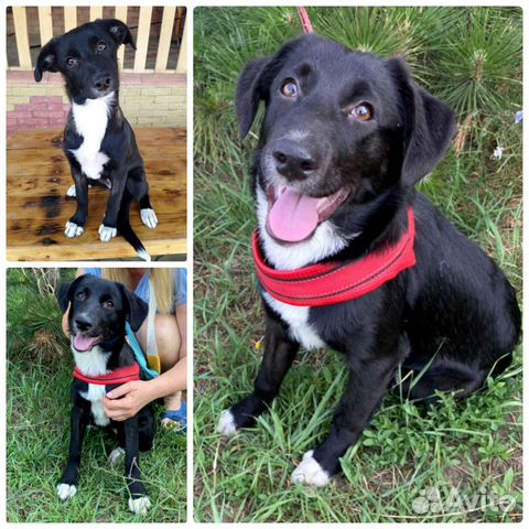 Собака стерилизованная молодая, привита