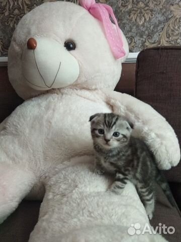 Шотландский вислоухий