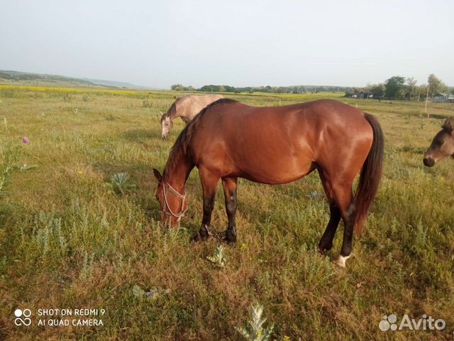 Продам лошадь