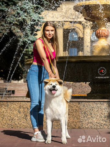 Щенок Акита