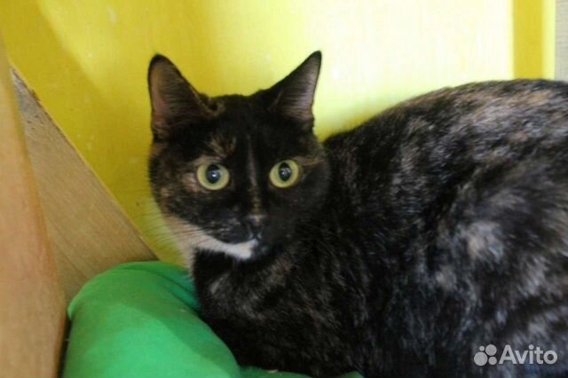 Черепашка Черри в добрые руки (из приюта)