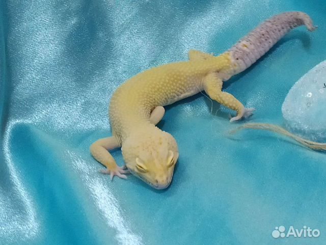 Эублефар шикарный самец Lemon Frost ба