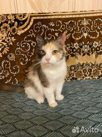 Ручную кошечку выкинули из дома