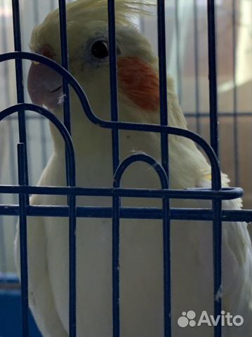 Попугай Карелла девочка с клеткой