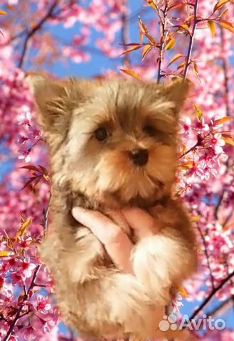 Мальчики цветного йорка